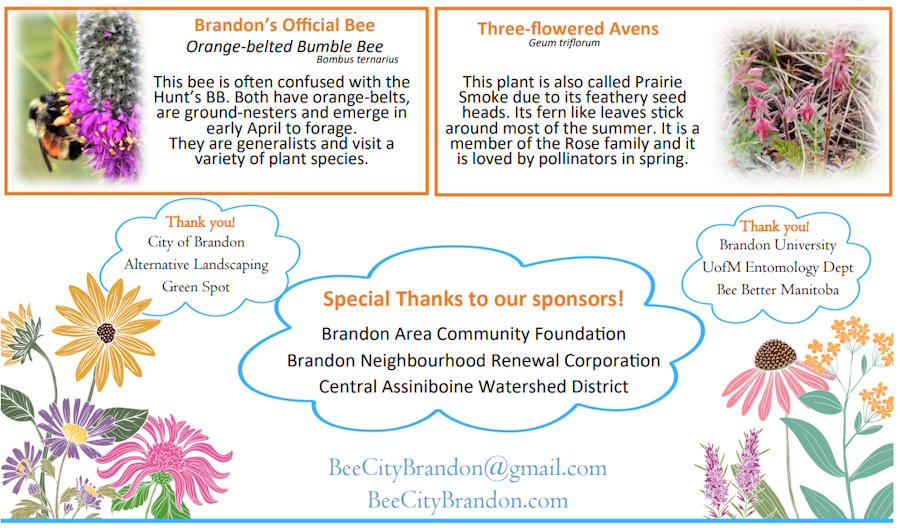 Bee City Brandon: Cultivating native prairie gardens for fuzzy friends - DiscoverWestman.com ...